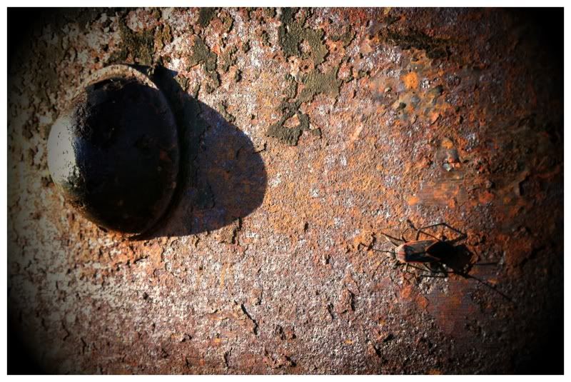 Insta-Buell | Buell Motorcyle Forum