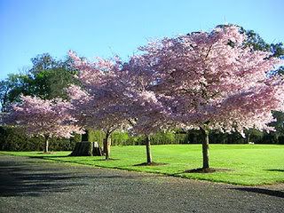 Pictures | Jesse Stuart