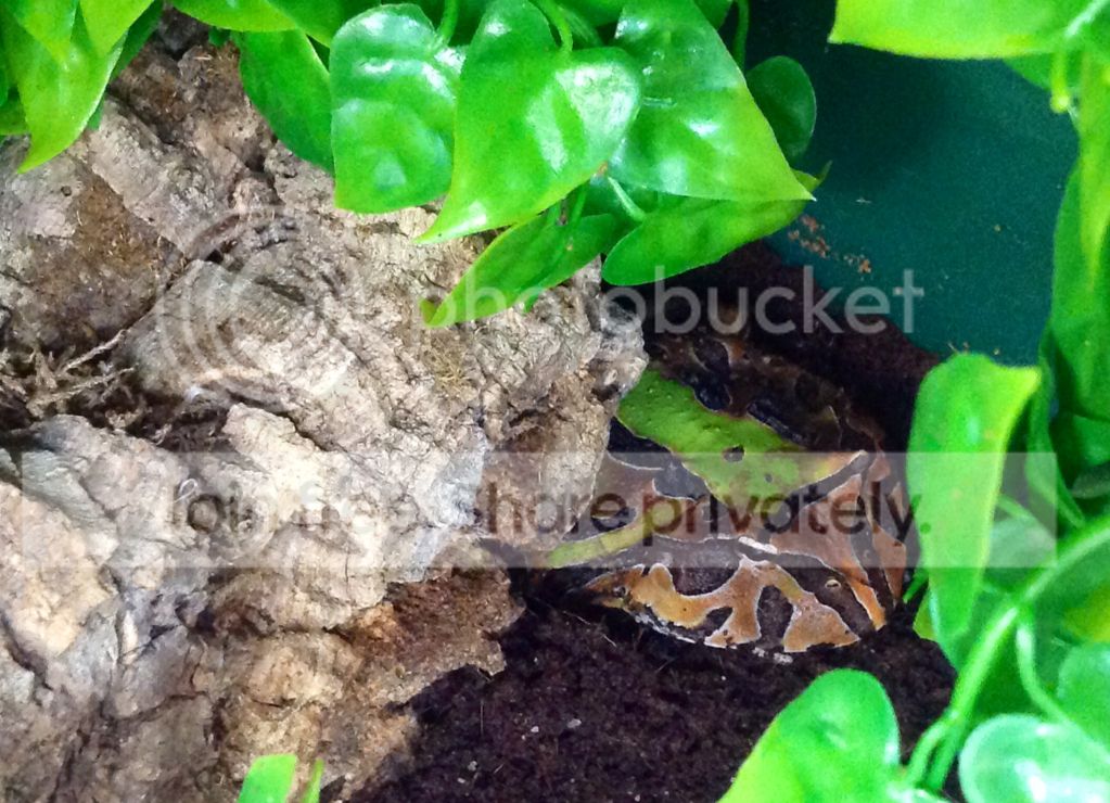 Blinky's pac-man / horned frog setup | Page 6 | Reptile Forums