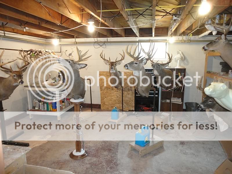 Taxidermy Shop of the week.