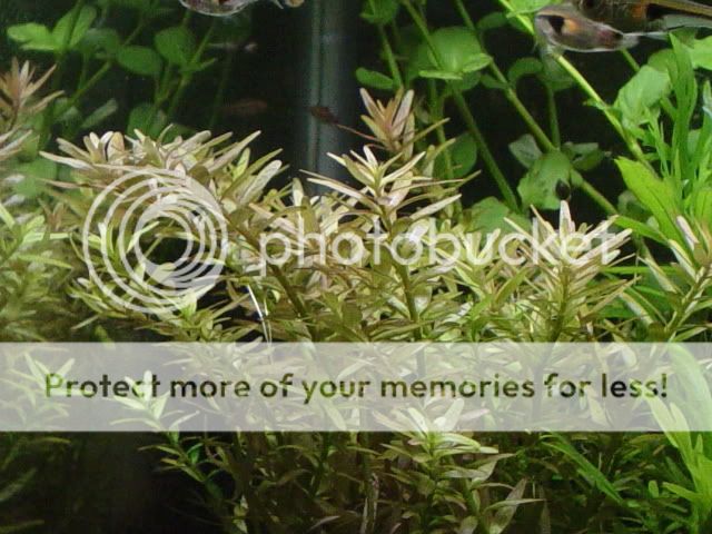 Dwarf Rotala | Fish Forum