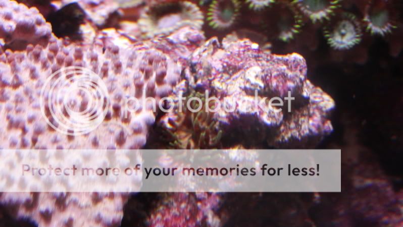 Aiptasia And Majano Anemones | Fish Forum