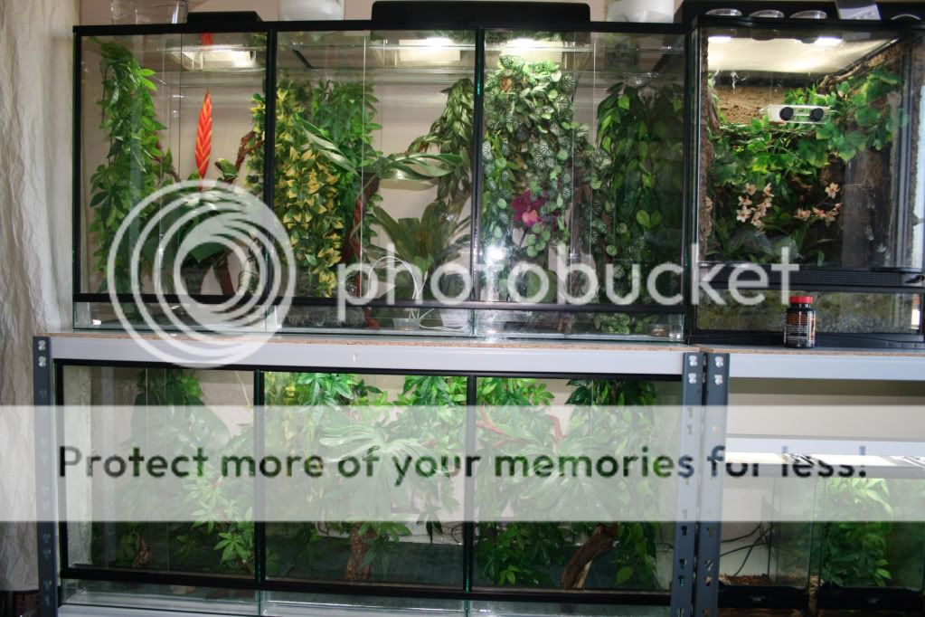 DMS Vivaria custom vivs | Reptile Forums