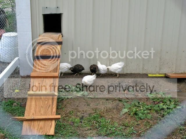 A Predator-Proof Chicken Run. Frustrated Dog! Pics! | Homesteading Forum