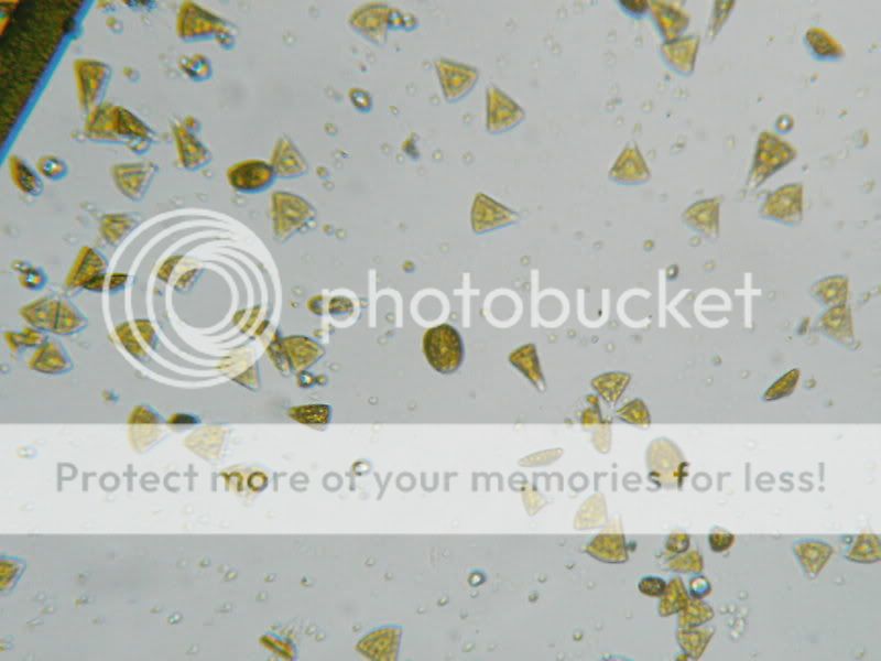 Digital Microscopy and pests in the reef system. - Reef Central Online ...