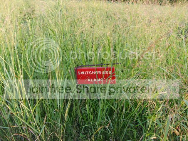 A little more about switchgrass | Michigan Sportsman Forum