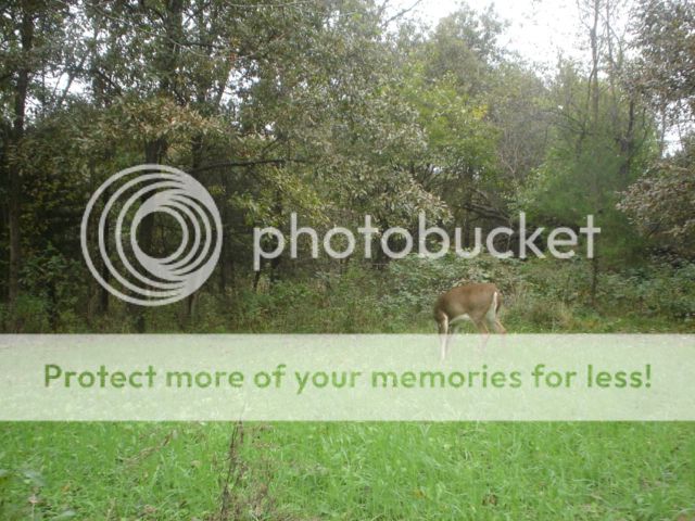 Cereal Rye, Winter Rye, Fall Rye Grain | Page 4 | Michigan Sportsman Forum