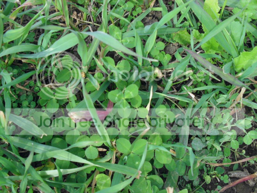 Which clover is best? | Page 2 | Michigan Sportsman Forum