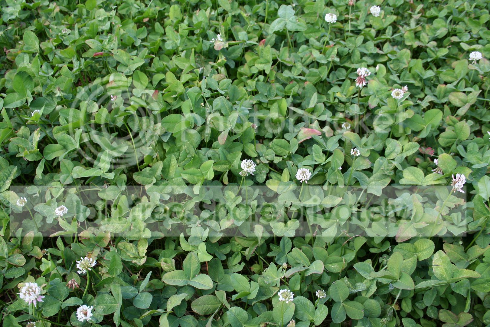 Which clover is best? | Page 3 | Michigan Sportsman Forum