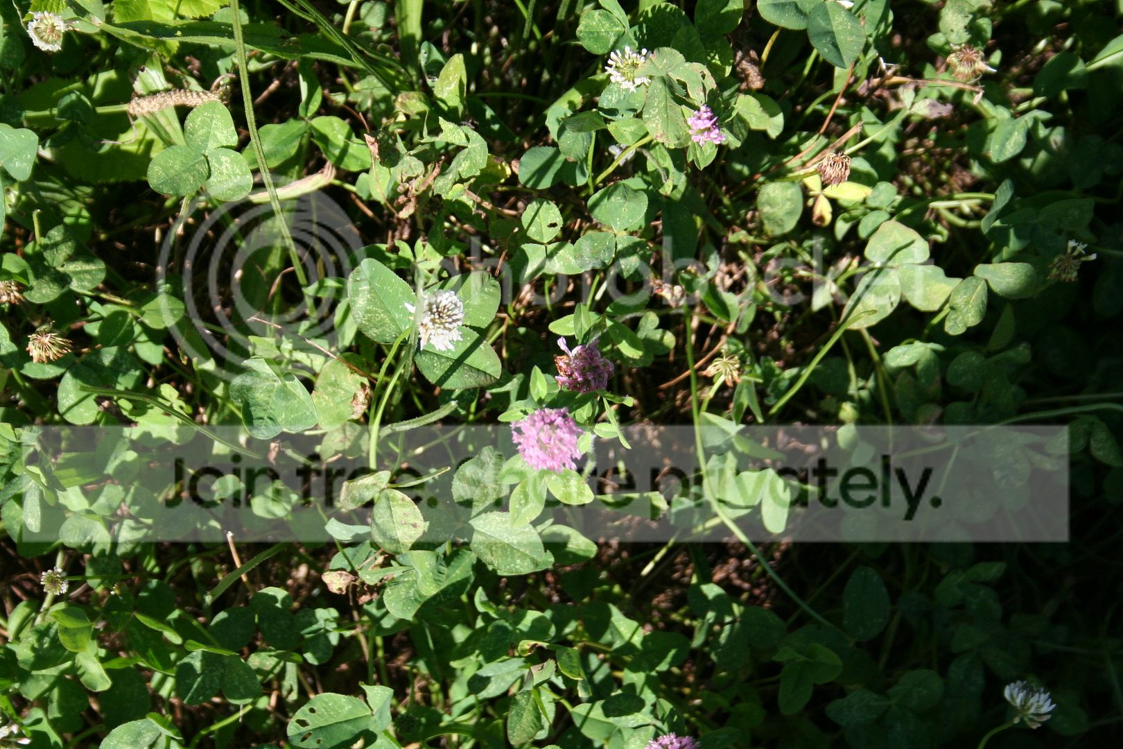 Which clover is best? | Page 3 | Michigan Sportsman Forum