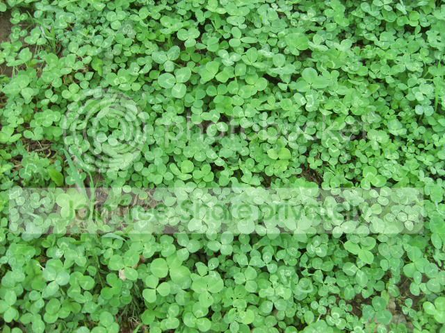 Which clover is best? | Page 3 | Michigan Sportsman Forum