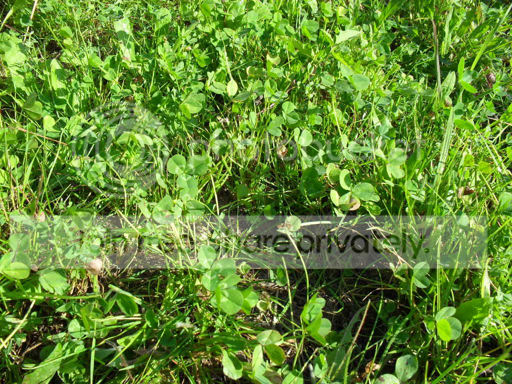 Which clover is best? | Page 2 | Michigan Sportsman Forum