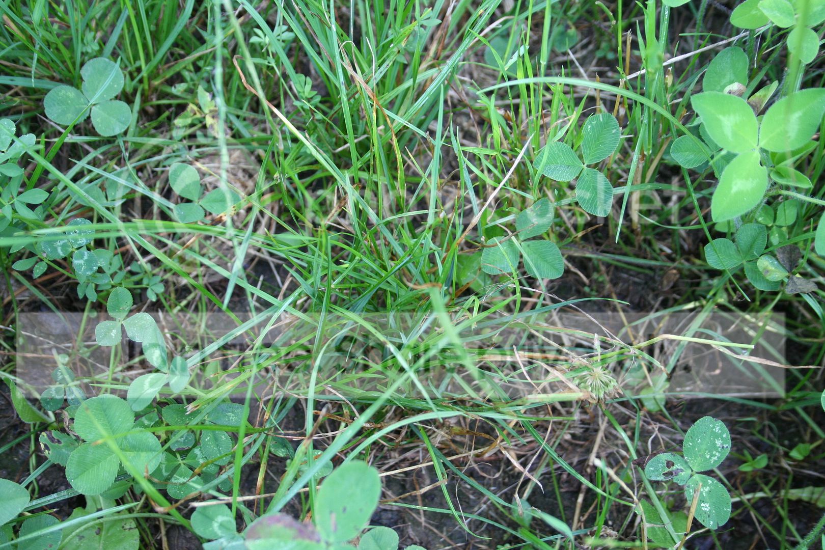Which clover is best? | Page 3 | Michigan Sportsman Forum