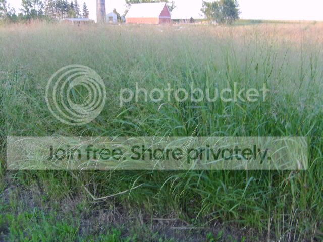 A little more about switchgrass | Michigan Sportsman Forum