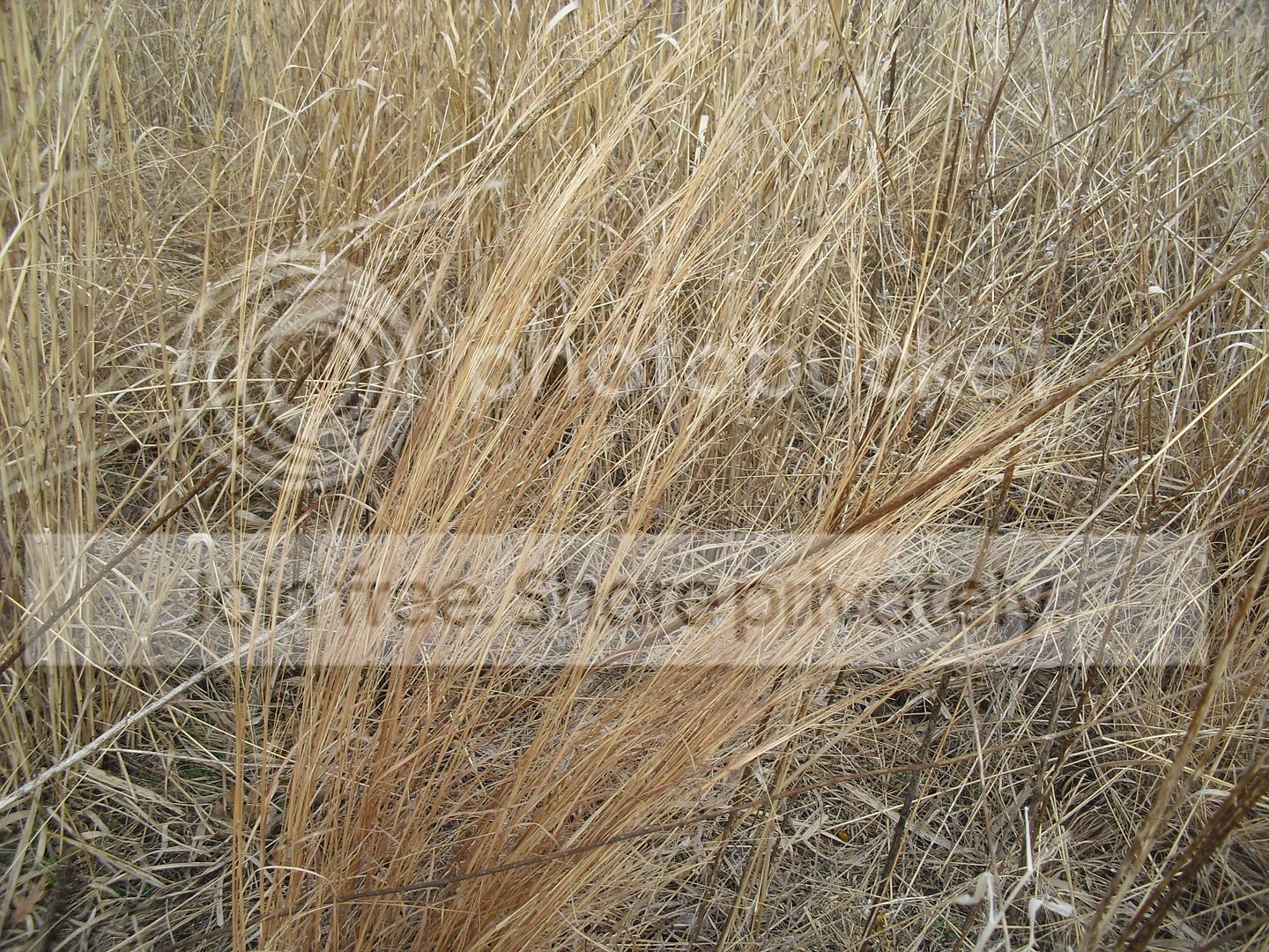 A little more about switchgrass | Page 16 | Michigan Sportsman Forum