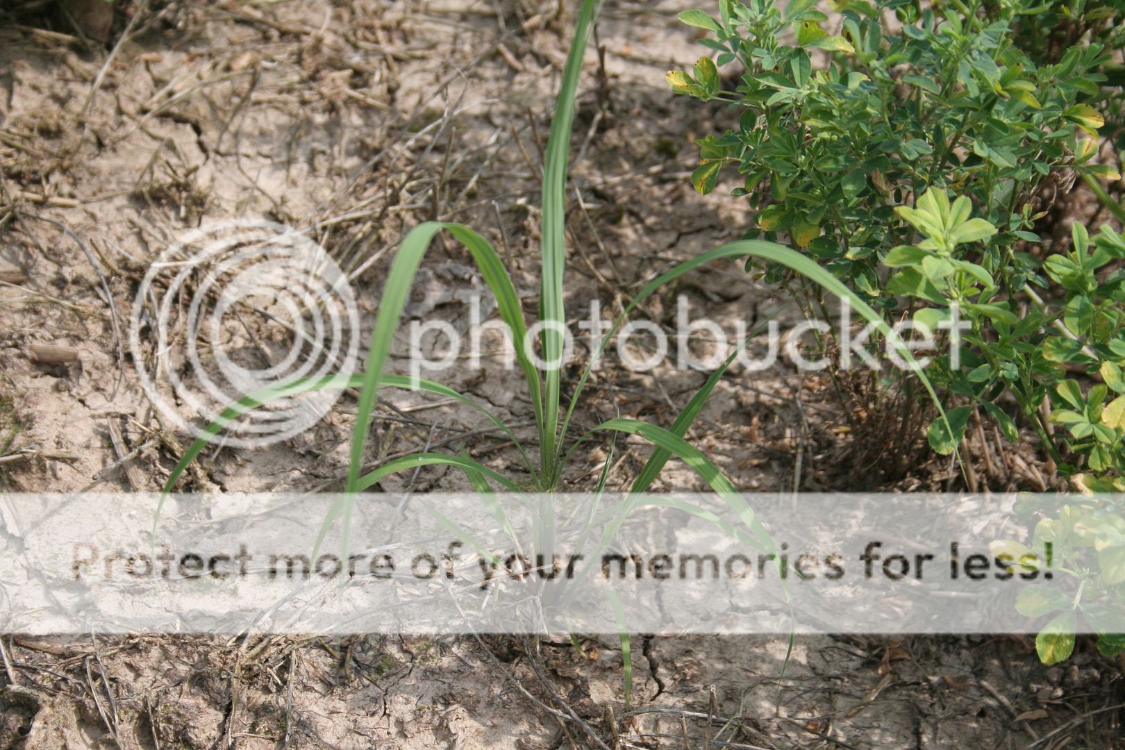 A little more about switchgrass | Page 17 | Michigan Sportsman Forum