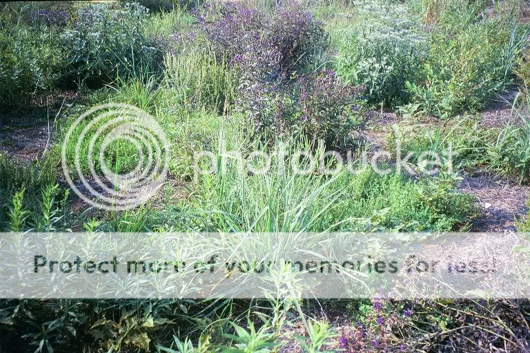 A little more about switchgrass | Page 13 | Michigan Sportsman Forum