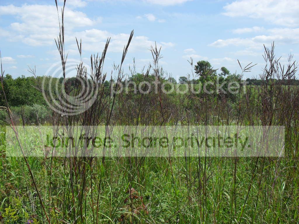 A little more about switchgrass | Page 5 | Michigan Sportsman Forum