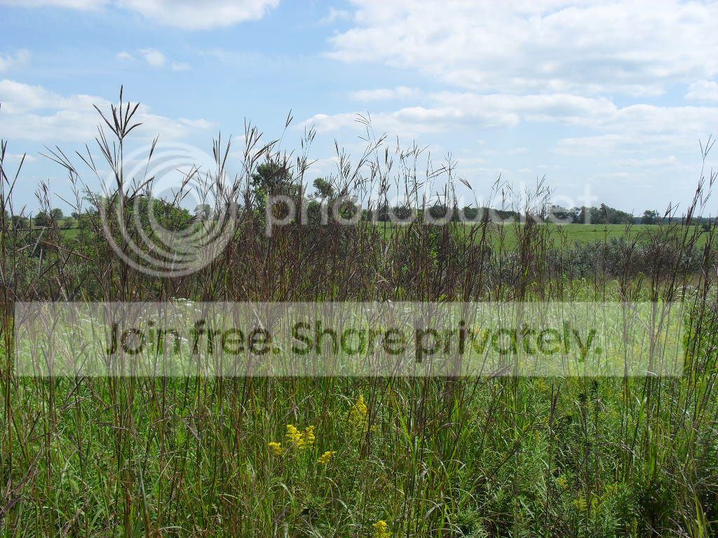 A little more about switchgrass | Page 5 | Michigan Sportsman Forum