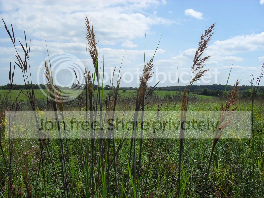 A little more about switchgrass | Page 5 | Michigan Sportsman Forum