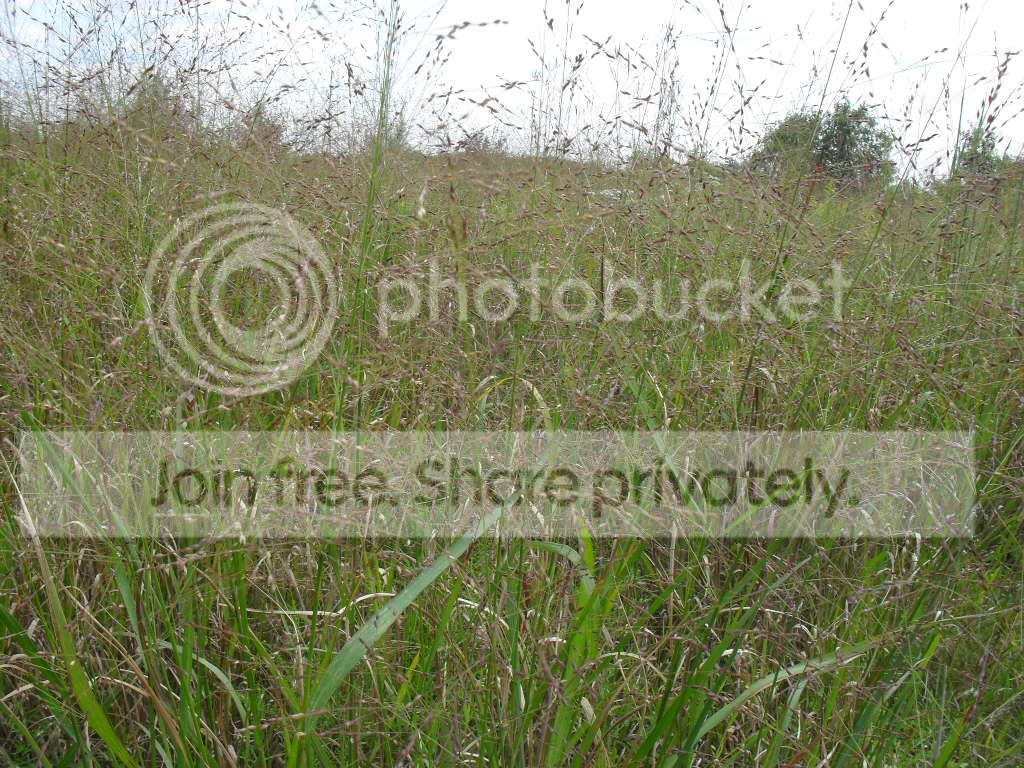 A little more about switchgrass | Page 5 | Michigan Sportsman Forum