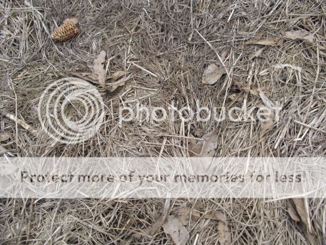 A little more about switchgrass | Page 10 | Michigan Sportsman Forum