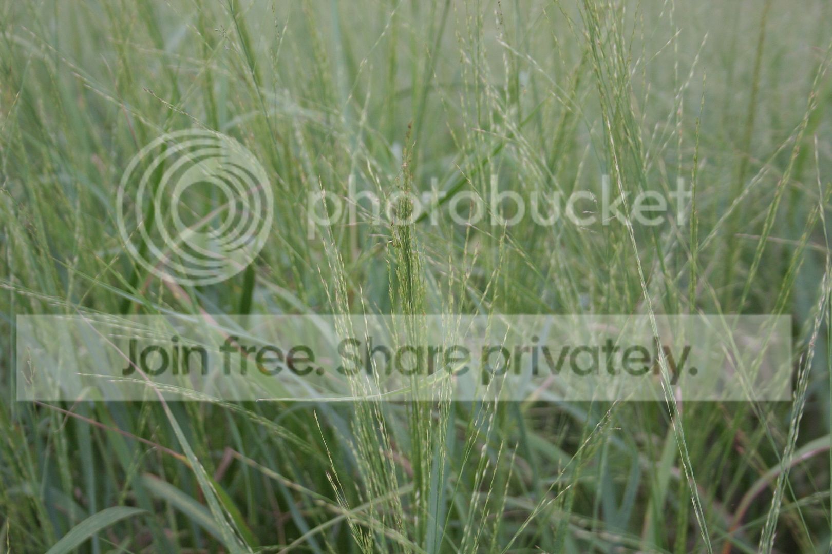 A little more about switchgrass | Page 17 | Michigan Sportsman Forum