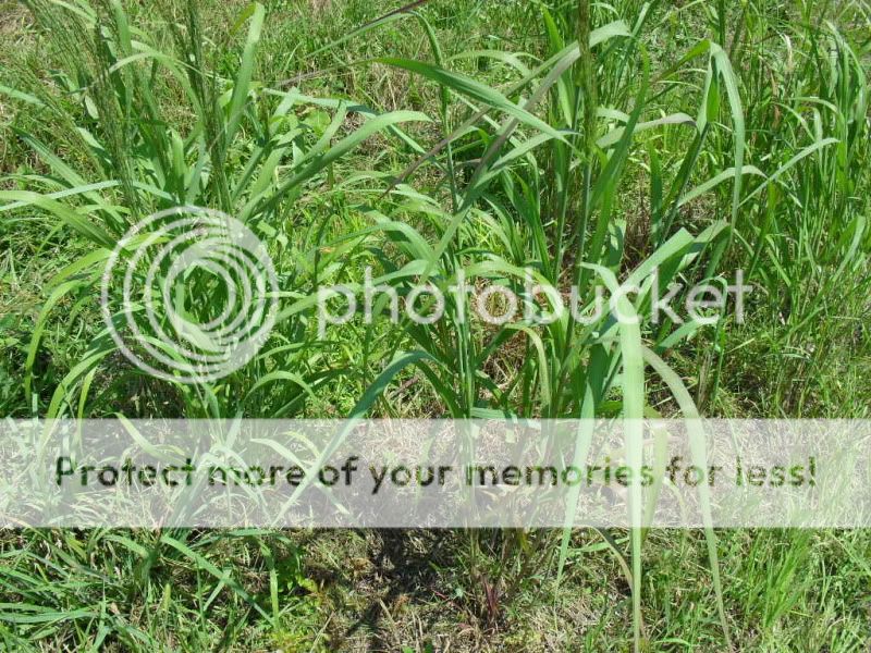 Native switch grass | Michigan Sportsman Forum