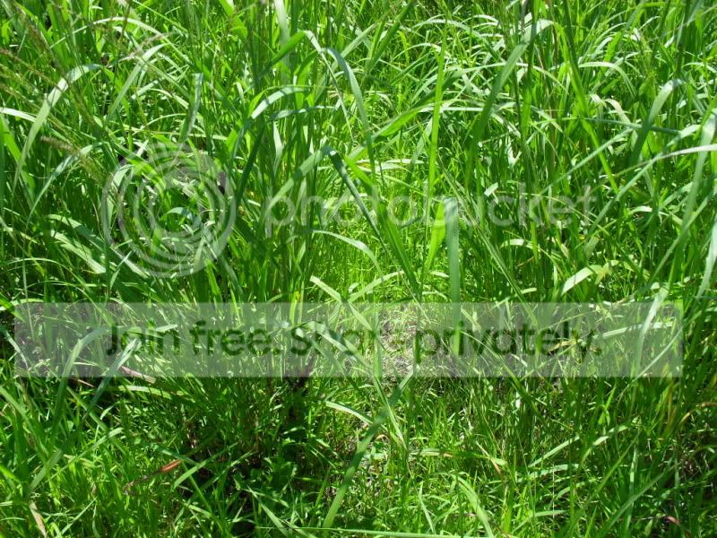 Native switch grass | Michigan Sportsman Forum