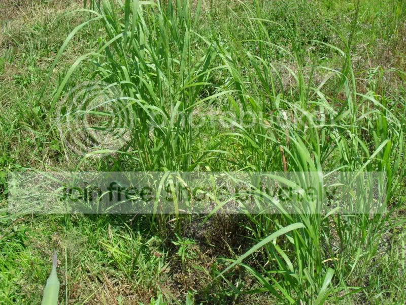 Native switch grass | Michigan Sportsman Forum
