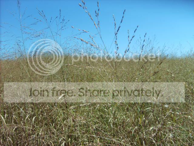 A little more about switchgrass | Michigan Sportsman Forum