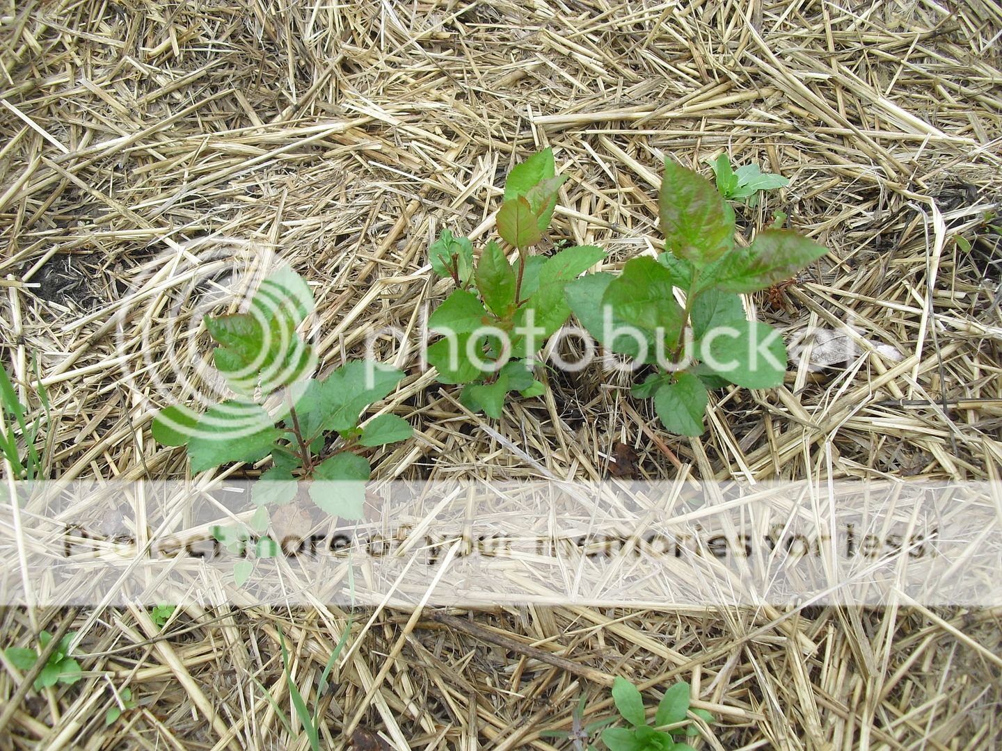 Natural Cover and Forage II | Page 3 | Michigan Sportsman Forum