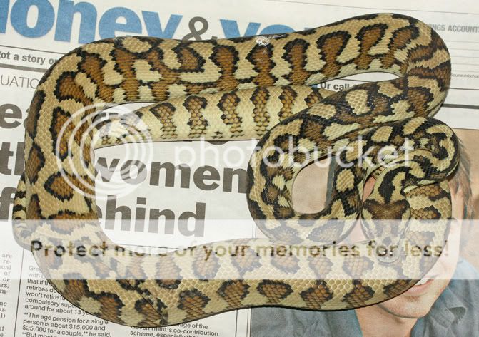 Adult male het albino Darwin carpet | Aussie Pythons & Snakes Forum