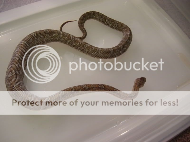 Is there a Leucistic Corn Snake? | Reptile Forums